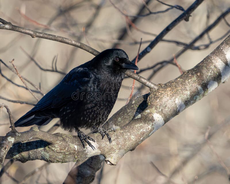 Close-up Shot of an American Crow Perched on a Tree Branch in a Forest ...
