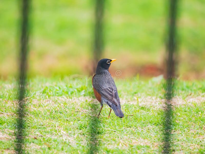 Close Up Shot of American Robin Behind the Bar Stock Image - Image of ...