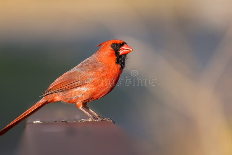 American Robin Bird on the Ground Stock Image - Image of american, bird ...