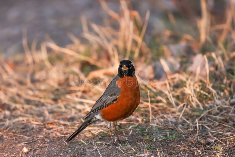 American Robin Bird on the Ground Stock Photo - Image of black ...