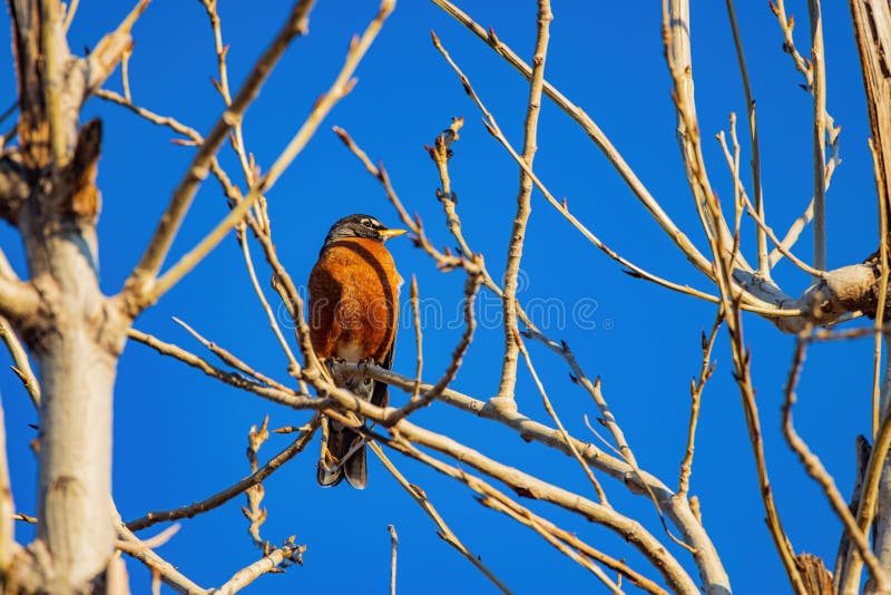 Close Up Shot of a American Robin Stock Image - Image of brunch ...