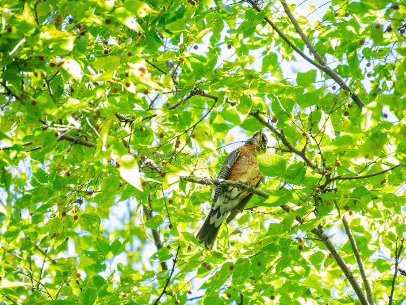 Close Up Shot of American Robin Stock Image - Image of american, robin ...