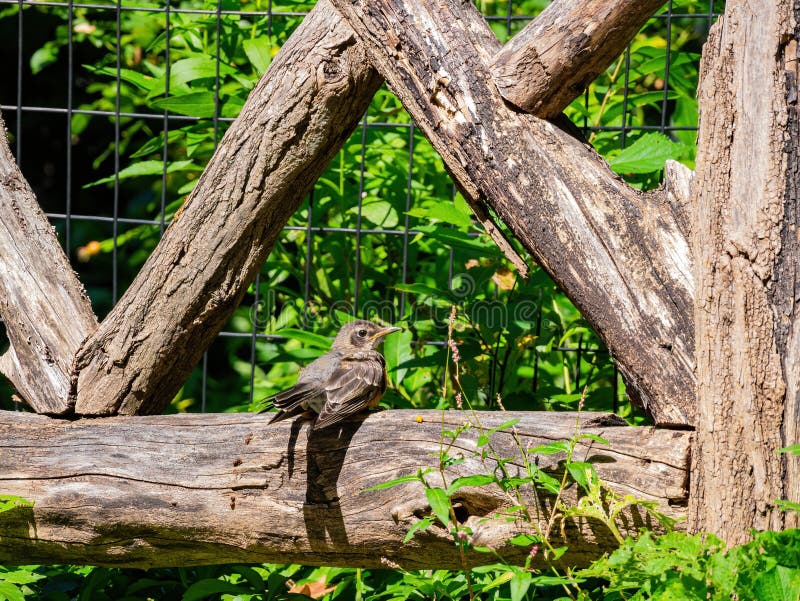 Close Up Shot of American Robin Stock Photo - Image of isolate, daytime ...
