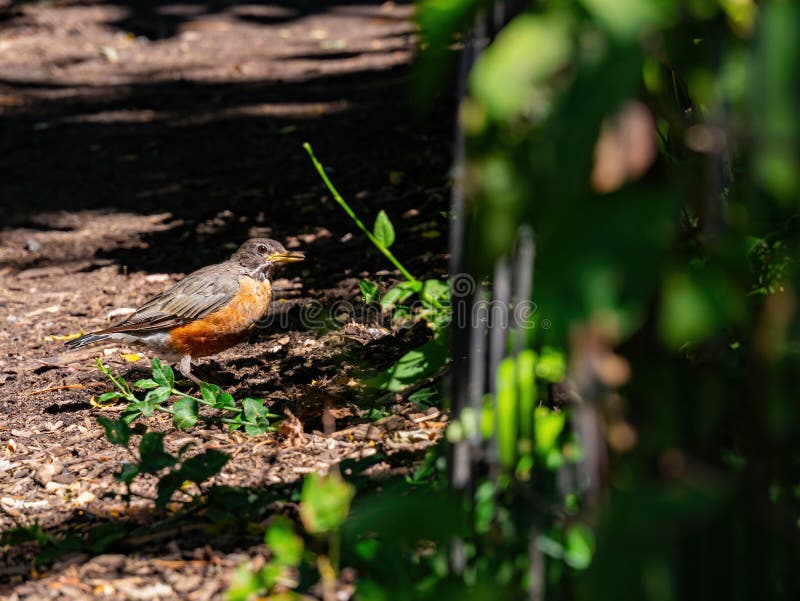 Close Up Shot of American Robin Stock Photo - Image of close, daytime ...