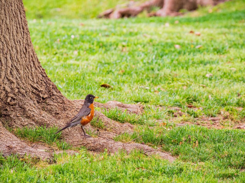 Close Up Shot of American Robin Walking Ground Stock Image - Image of ...