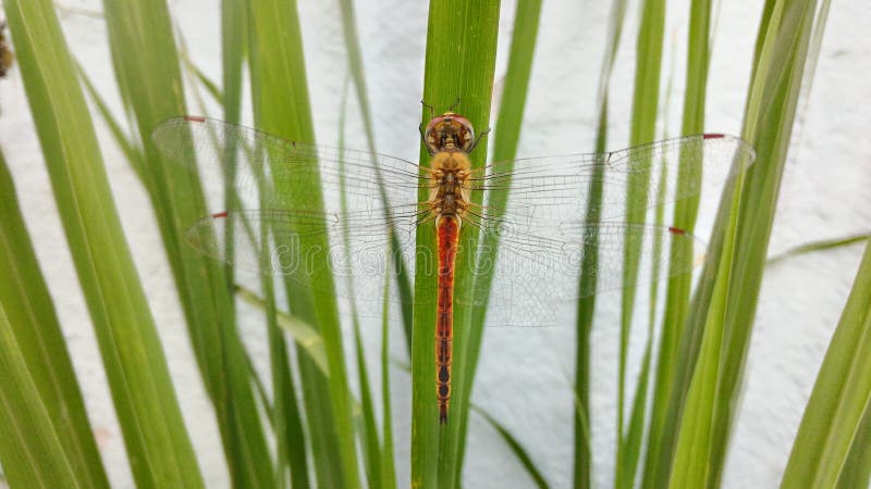 963 Helicopter Insect Stock Photos - Free & Royalty-Free Stock Photos ...