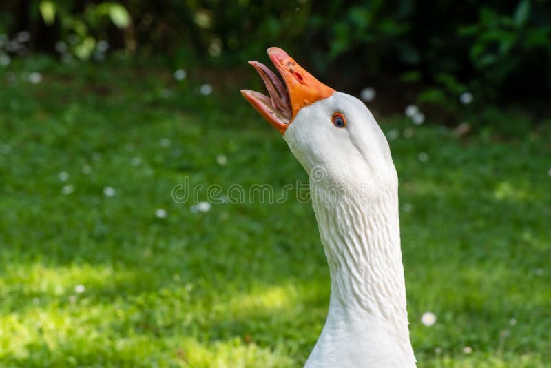 A Close Up Shot of an Angry Goose Stock Photo - Image of farm, feather ...