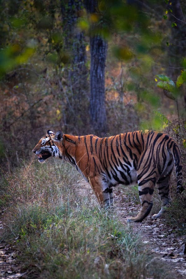 Close Up Shot of a Angry Looking Tigress in a Jungle Stock Image ...