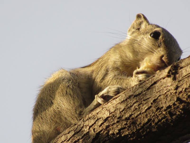 Close Up Shot of Animal on Tree. Stock Photo - Image of nature, close ...