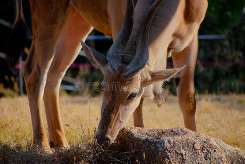 Close-up Shot of an Antelope Eating Grass Stock Photo - Image of fauna ...