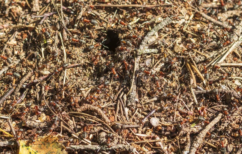 Close Up Shot of the Anthill. Nature Stock Image - Image of people ...
