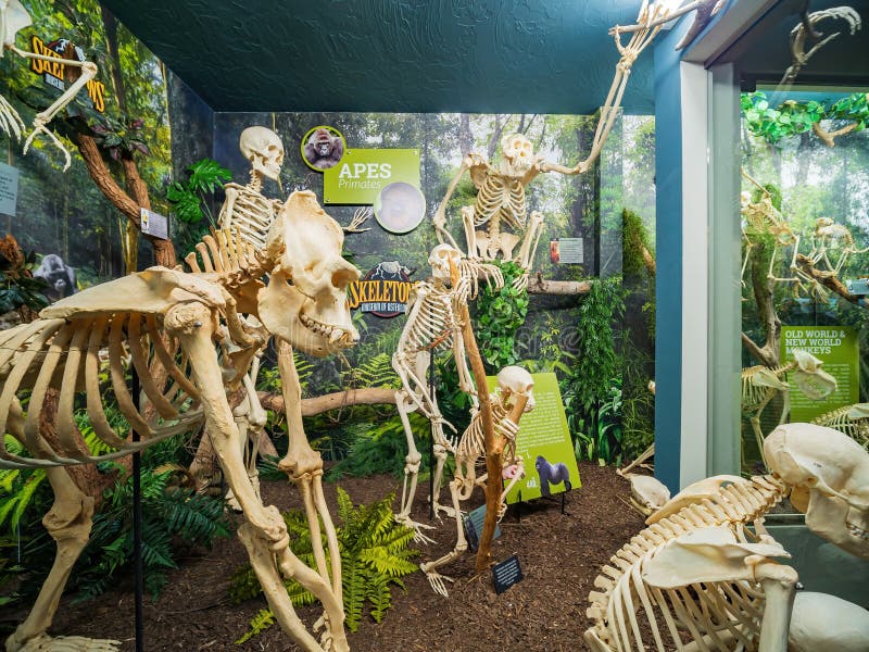 Close Up Shot of the Ape Bone in the Museum of Osteology Editorial ...