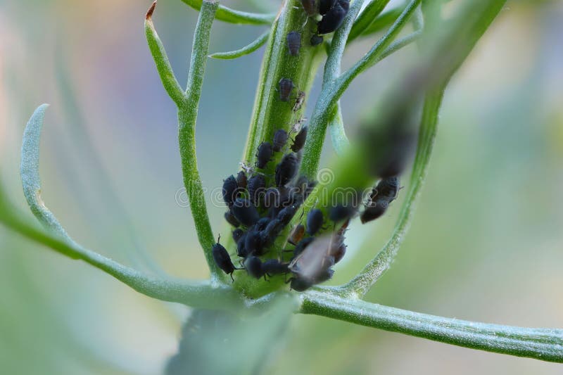 Close-up Shot of Aphids on a Plant Stock Photo - Image of aphids, bloom ...