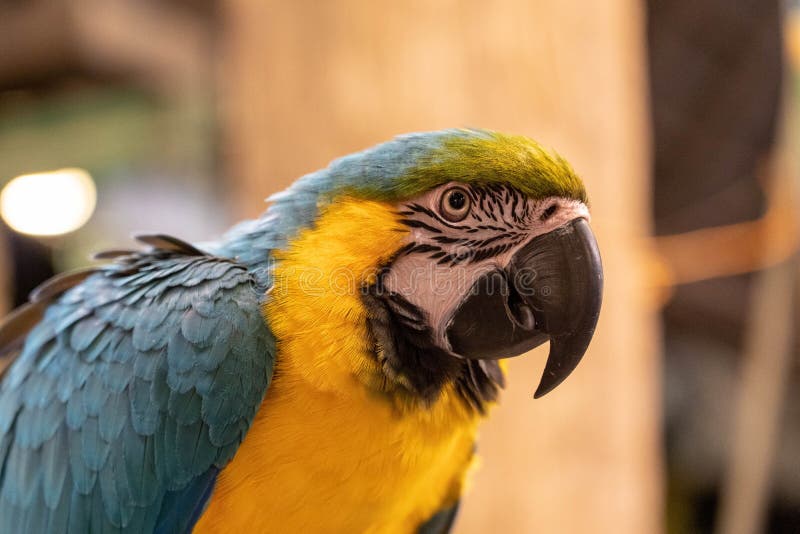 Close-up Shot of an Ara Parrot in a Blur Stock Image - Image of yellow ...