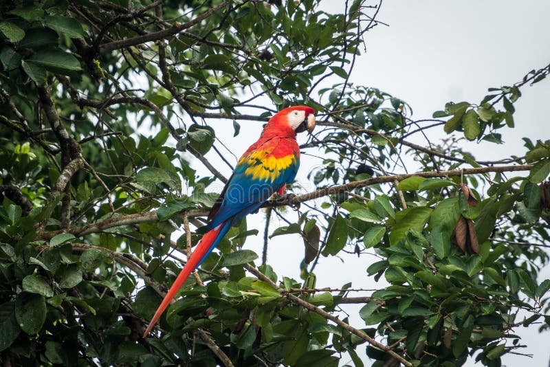 Close-up Shot of an Ara Parrot Sitting on a Tree Branch Stock Photo ...