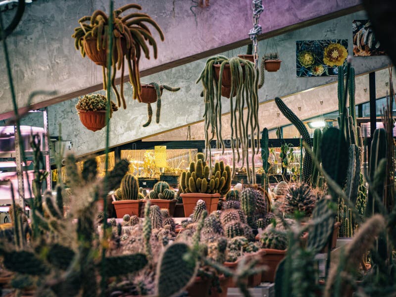 Close-up Shot of an Array of Plants in a Room, Featuring a Wide Variety ...