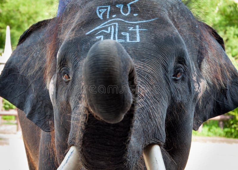 Close-up Shot of Asian Elephant Head Stock Photo - Image of asia, aged ...
