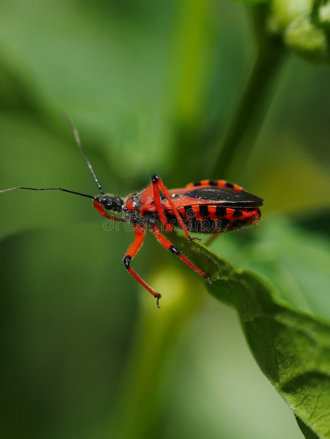A Close-up Shot of an Assassin Bug Stock Image - Image of invertebrate ...