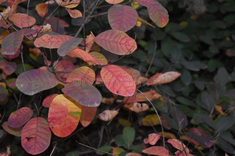 Close-up Shot of Autumn Leaves on Branches. Stock Image - Image of ...