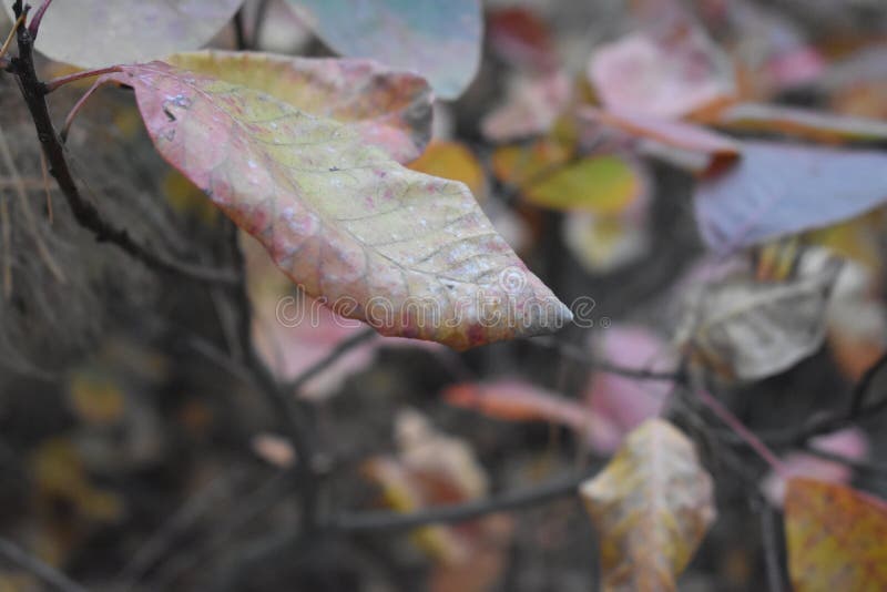 Close-up Shot of Autumn Leaves on Branches. Stock Photo - Image of ...