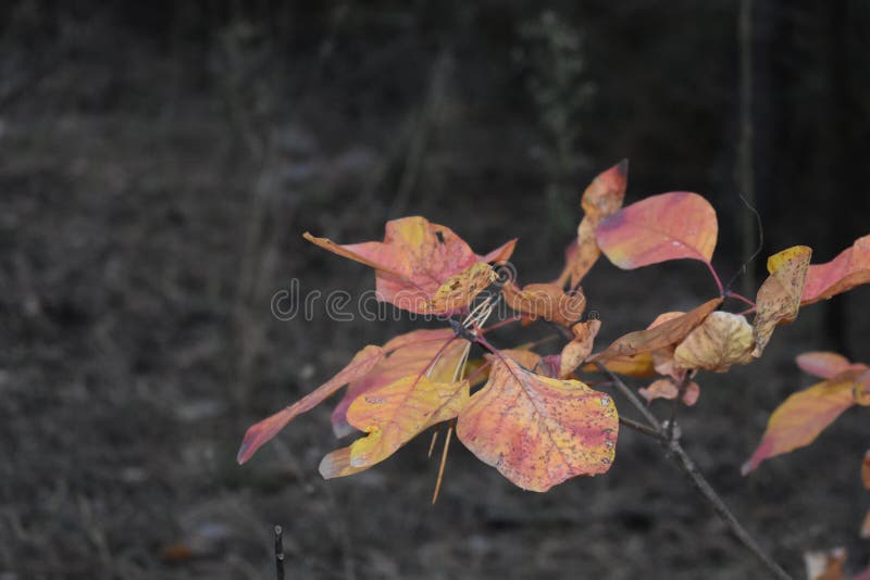 Close-up Shot of Autumn Leaves on Branches. Stock Image - Image of ...