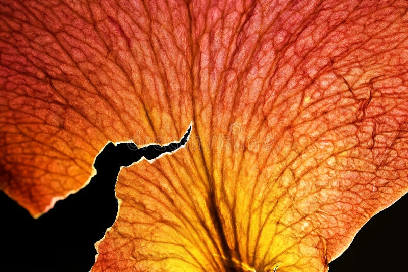 Close Up Shot of Backlit Dry Rose Petal Stock Photo - Image of love ...