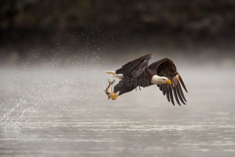 Close-up Shot of a Bald Eagle Catching Fish from the Sea Stock Photo ...