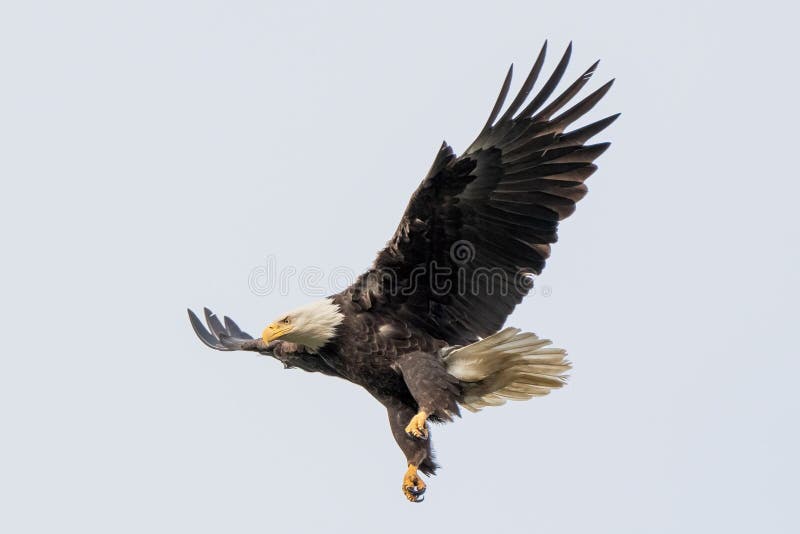 Close-up Shot of a Bald Eagle Flying in the Sky Stock Photo - Image of ...