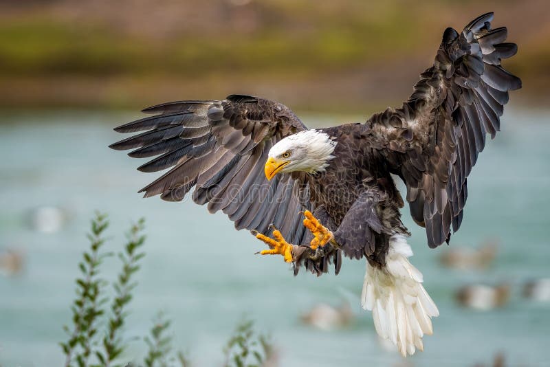 Close-up Shot of a Bald Eagle (Haliaeetus Leucocephalus) Landing Stock ...