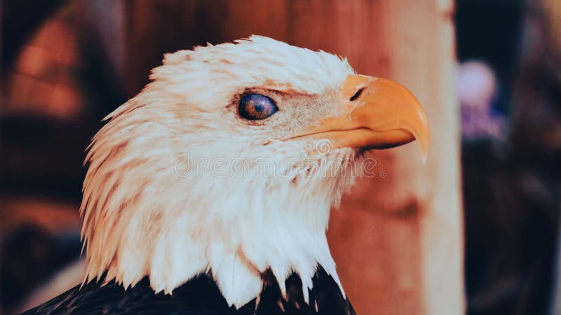 Close-up Shot of a Bald Eagle Head Stock Image - Image of plumage ...