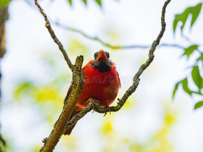 Close Up Shot of Bald Head Northern Cardinal on a Tree Stock Image ...