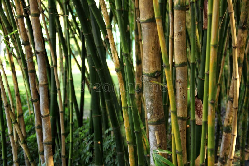 Close Up Shot of Bamboo Trees Texture in Bangkok Stock Image - Image of ...