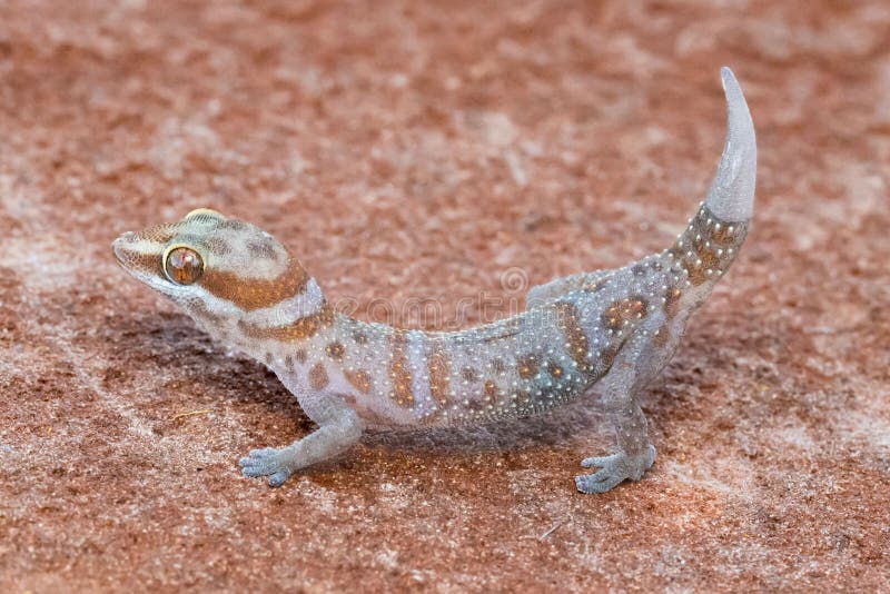 Close-up Shot of a Banded Gecko on a Rock Surface Stock Photo - Image ...
