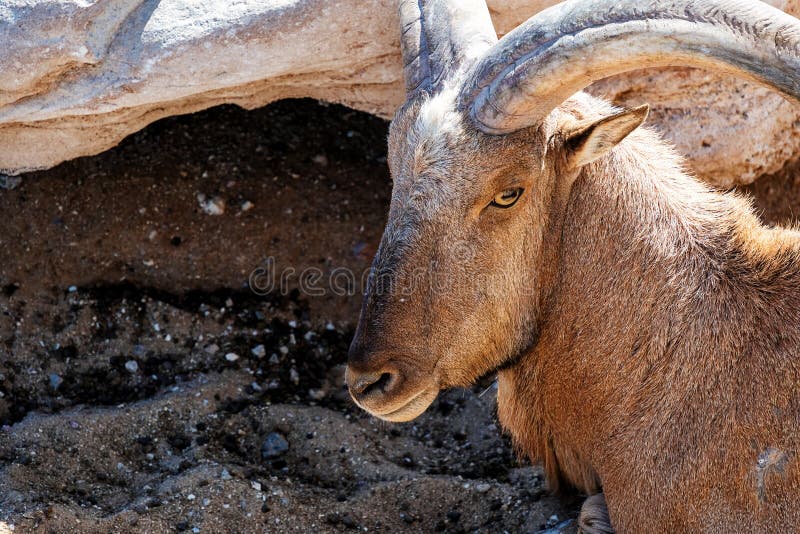 Close-up Shot of a Barbary Sheep S Face Stock Image - Image of graceful ...