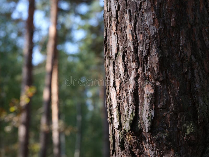 A Close Up Shot of the Bark of a Pine Tree in a Forest Stock Image ...
