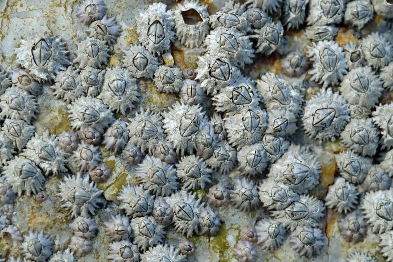 Close Up Shot of a Barnacle Stock Image - Image of pattern, shot: 273422615