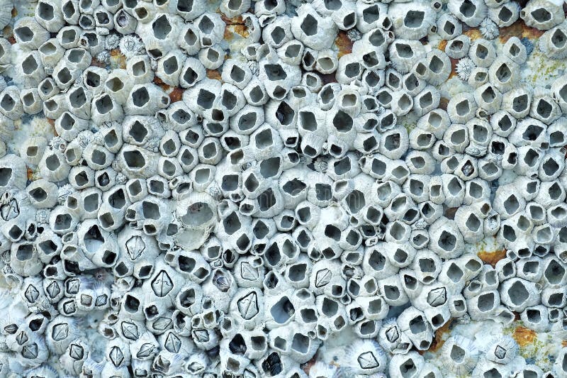 Close Up Shot of a Barnacle Stock Image - Image of beach, leaf: 273422627