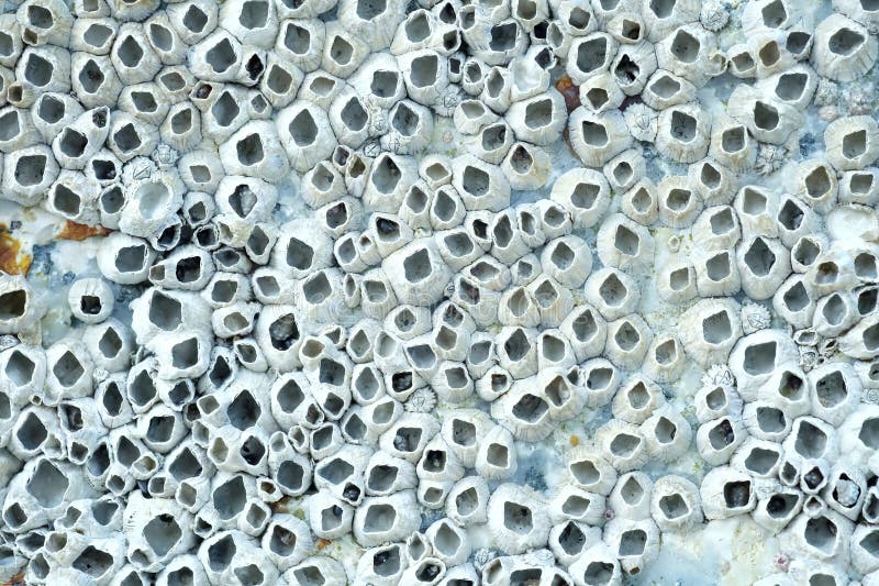 Close Up Shot of a Barnacle Stock Photo - Image of beach, nature: 273422636
