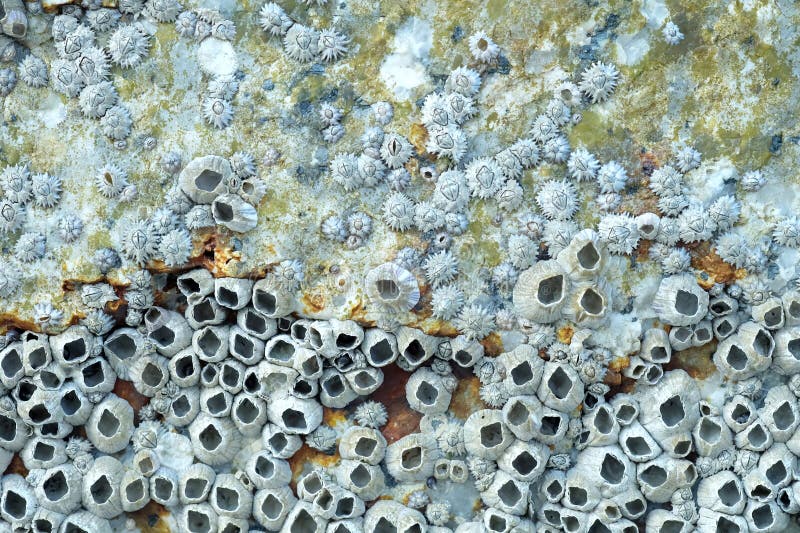 Close Up Shot of a Barnacle Stock Photo - Image of shot, winter: 273422652