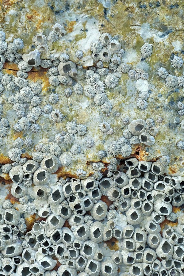 Close Up Shot of a Barnacle Stock Photo - Image of leaf, close: 273422672