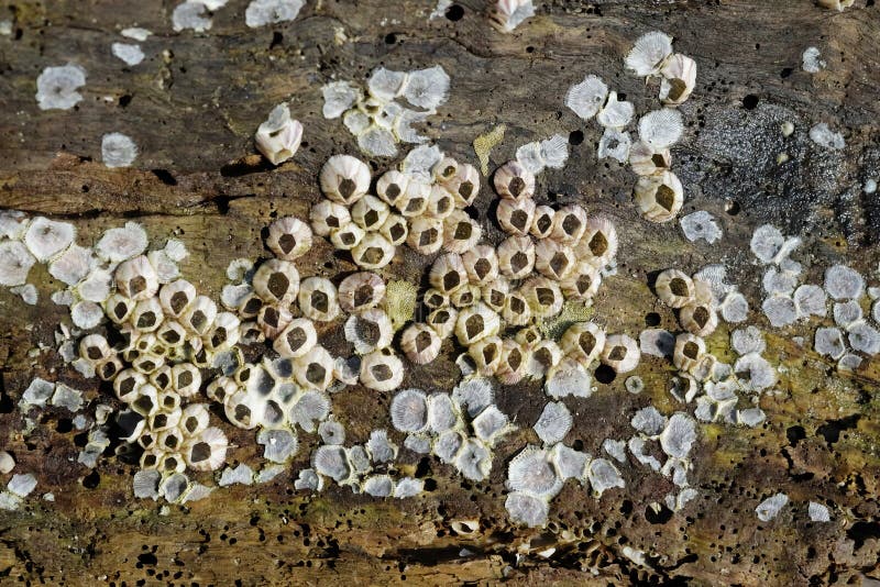 Barnacles on rock stock image. Image of barnacle, tide - 25402543