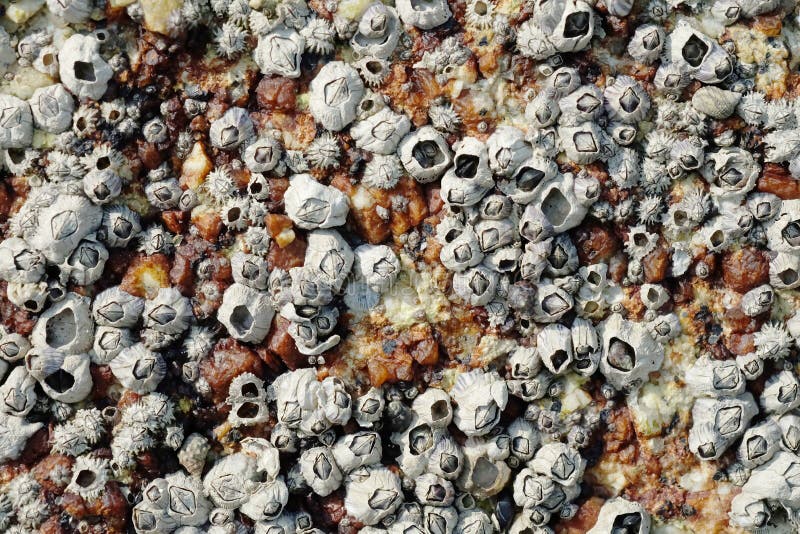 Barnacles Rock Stock Photos - Download 1,179 Royalty Free Photos