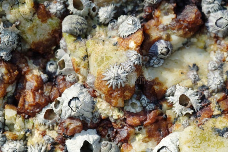 Close Up Shot of Barnacles on a Rock Stock Photo - Image of close ...