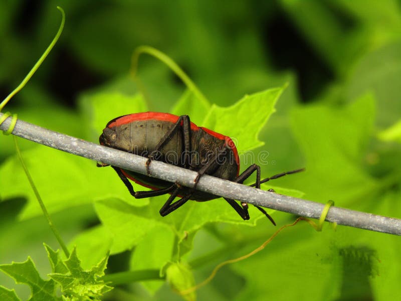 Close Up Shot of Beautiful Bug on Leaf. Stock Photo - Image of close ...