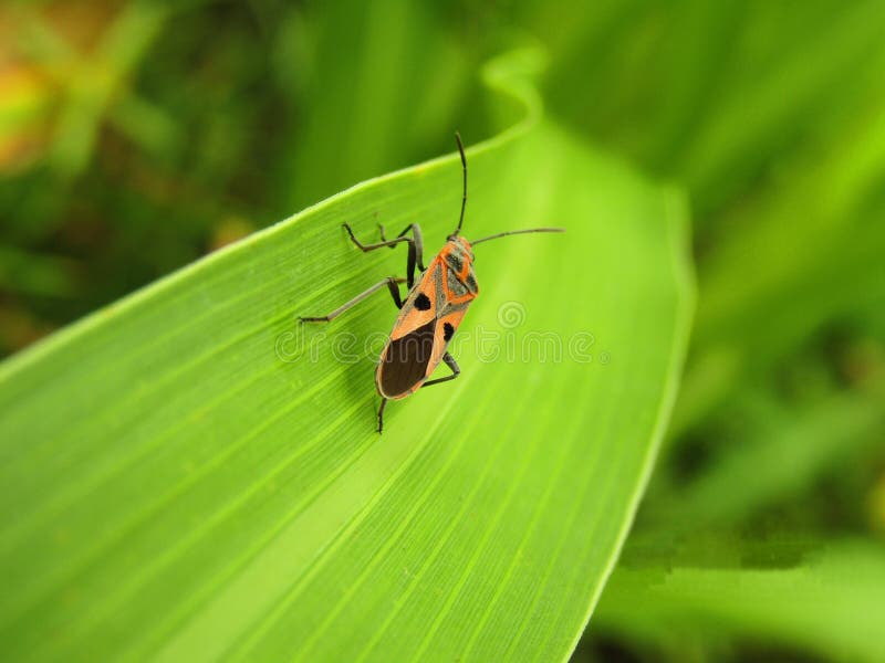 Close Up Shot of Beautiful Bug on Leaf. Stock Image - Image of shot ...