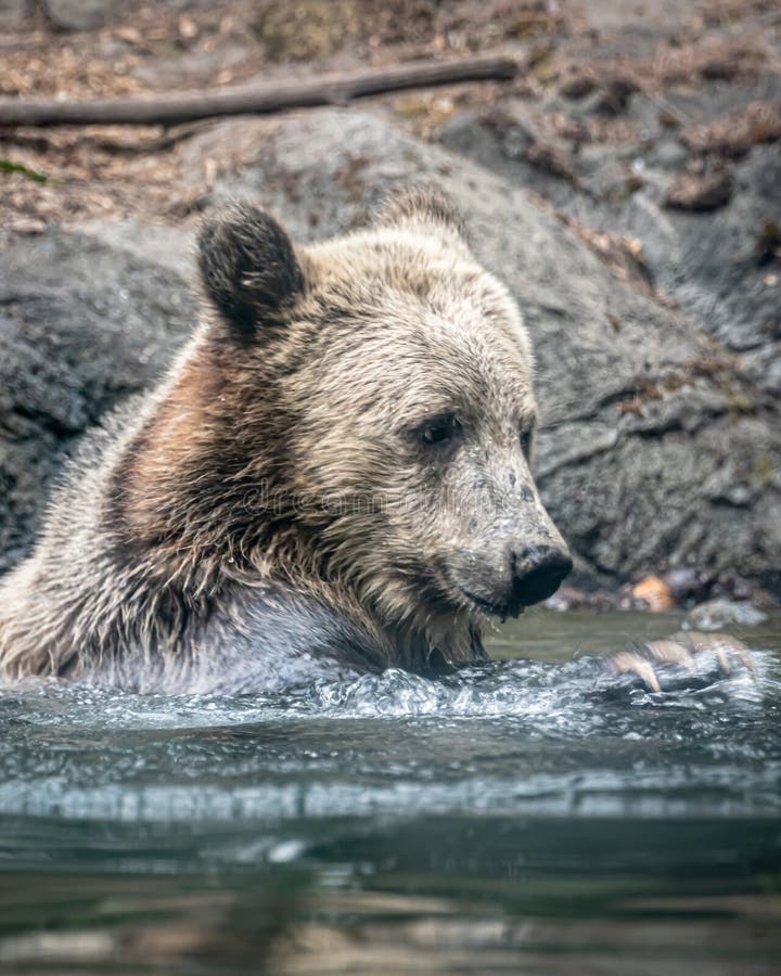 Alaskan Bliss: Majestic Bear Taking a Refreshing River Dip Stock Photo ...