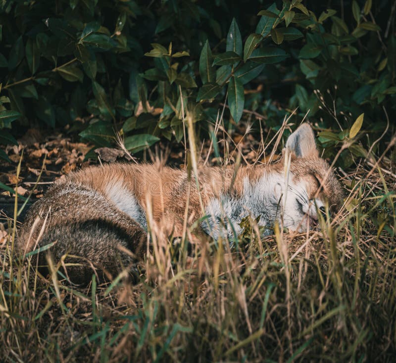 Close Up Shot of a Beautiful and Cute Wild Fox Taking a Nap on the ...