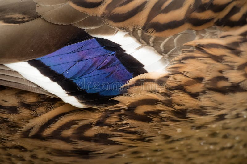 Close-up Shot of a Beautiful Duck with Vibrant and Unique Plumage Stock ...