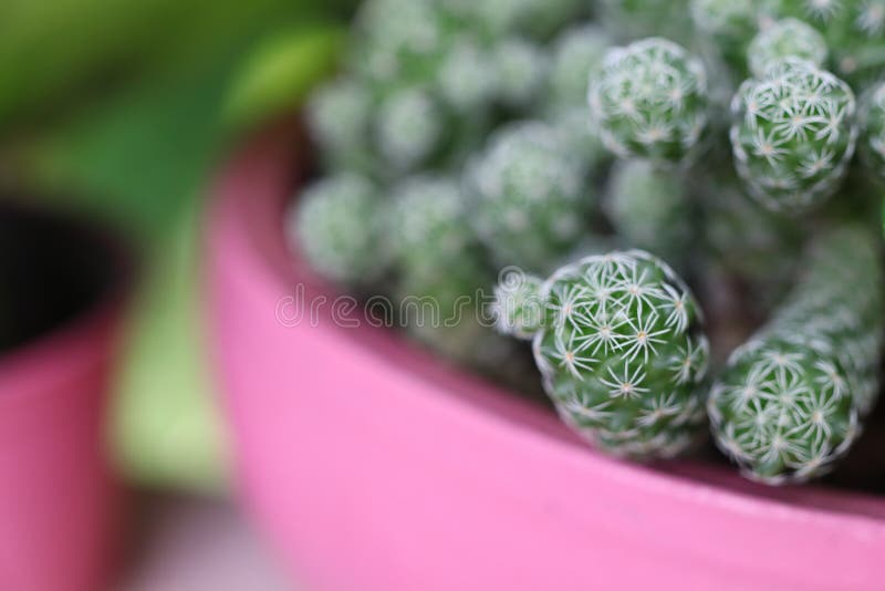 Close-up Shot of Beautiful Green Thorny Castus Tree Nature Background ...