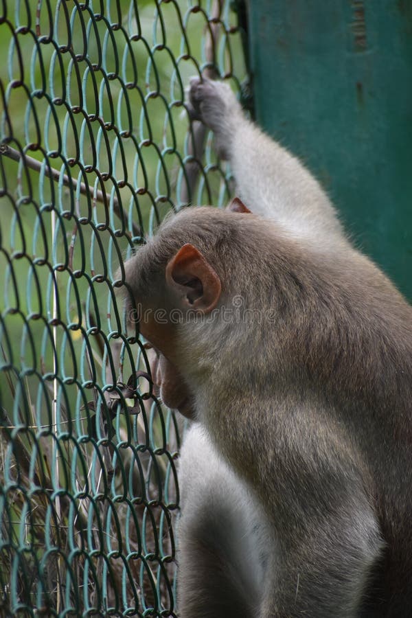 Close Up Shot of Beautiful Monkey Stock Image - Image of monkey, rodent ...